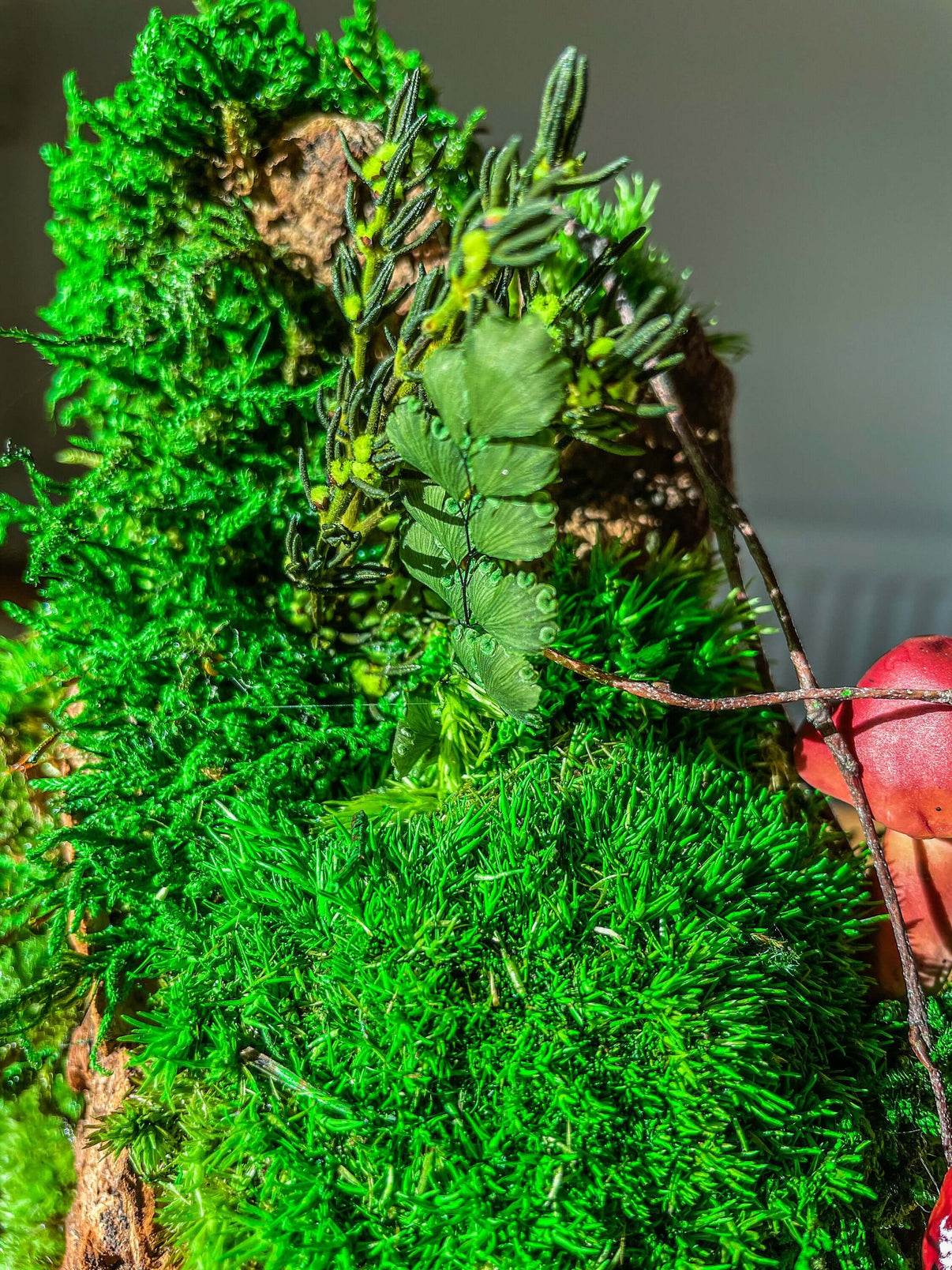 Moss Vivarium | Preserved Moss Terrarium | RishStudio – mossartbyrishstudio